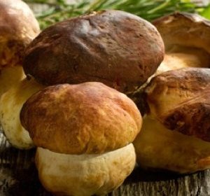 15868__porcini